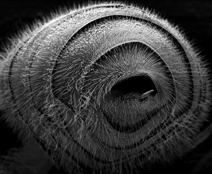Bees, Bees, Bees: In Praise of an Extraordinary Creature – The Marginalian