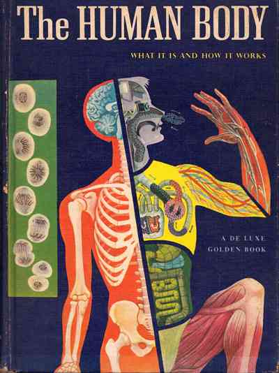 The Human Body: What It Is and How It Works, in Vibrant Vintage ...