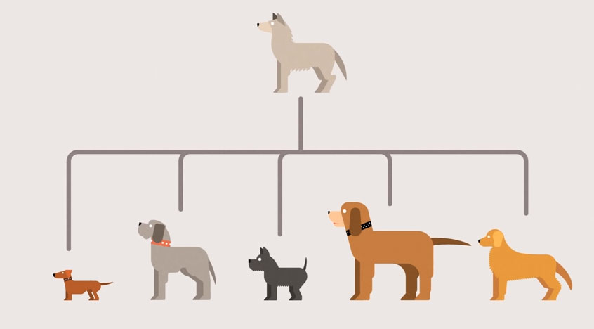 How Evolution Works, Animated in Minimalist Motion Graphics – The ...