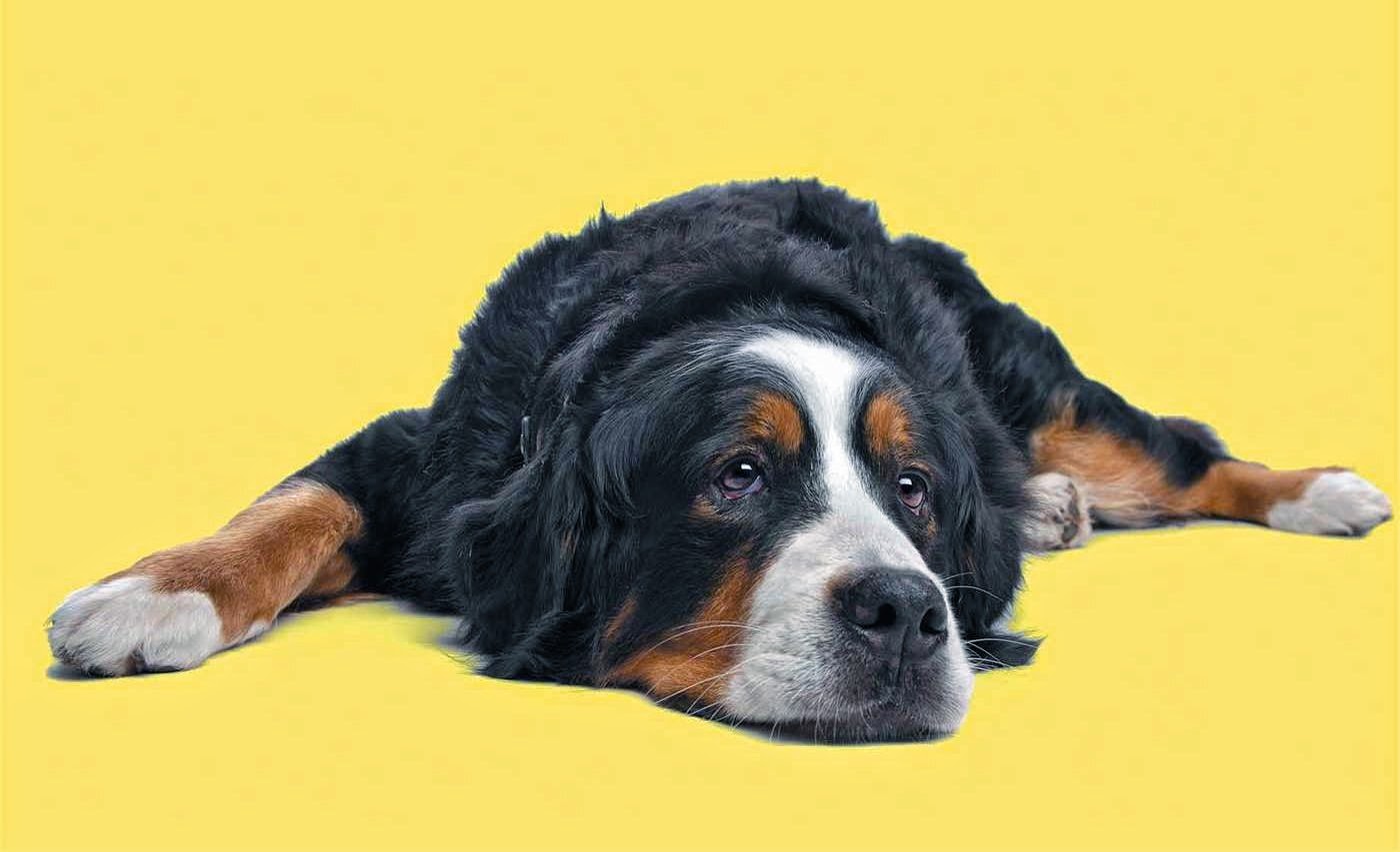 Animal Madness: How Deciphering Mental Illness in Our Fellow Beings ...