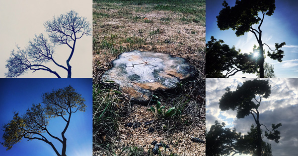 The Death of a Tree: Eulogy for Friend – The Marginalian