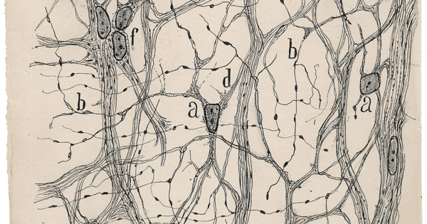 Beautiful Brain: The Stunning Drawings of Neuroscience Founding Father ...