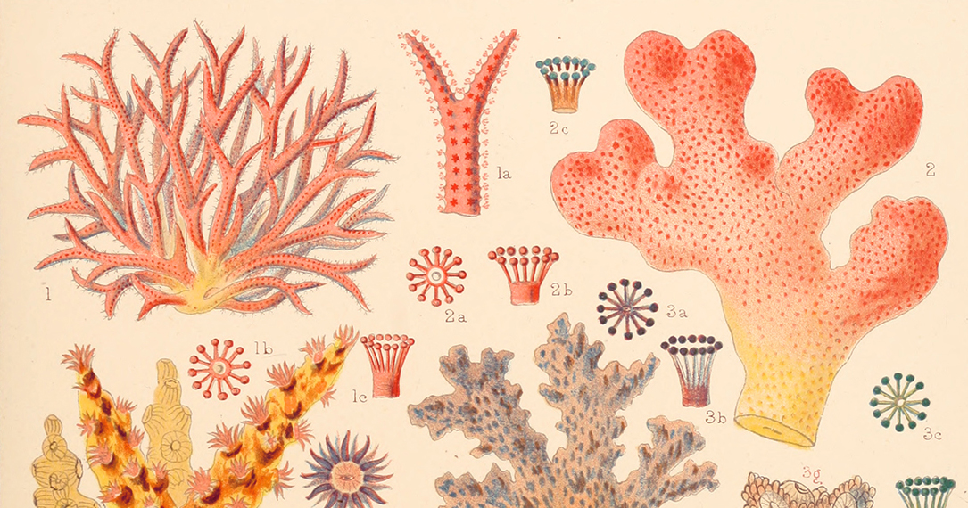 Urns & Memorials Great Barrier Reef Echinoderms art print illustration ...