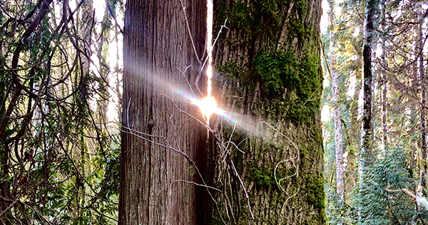 Sometimes: Poet and Philosopher David Whyte’s Stunning Meditation on ...