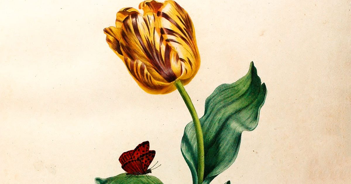 Broken Tulips: The Mystery of the World’s Most Prized Flower – The ...