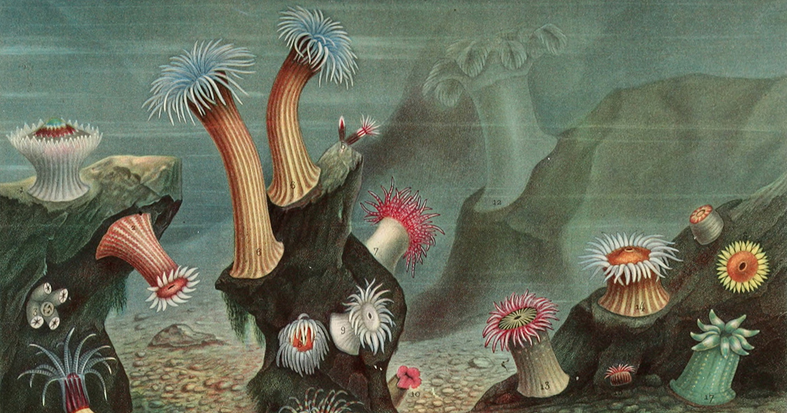 Le Monde de la Mer: Stunning 19th-Century French Illustrations of the ...