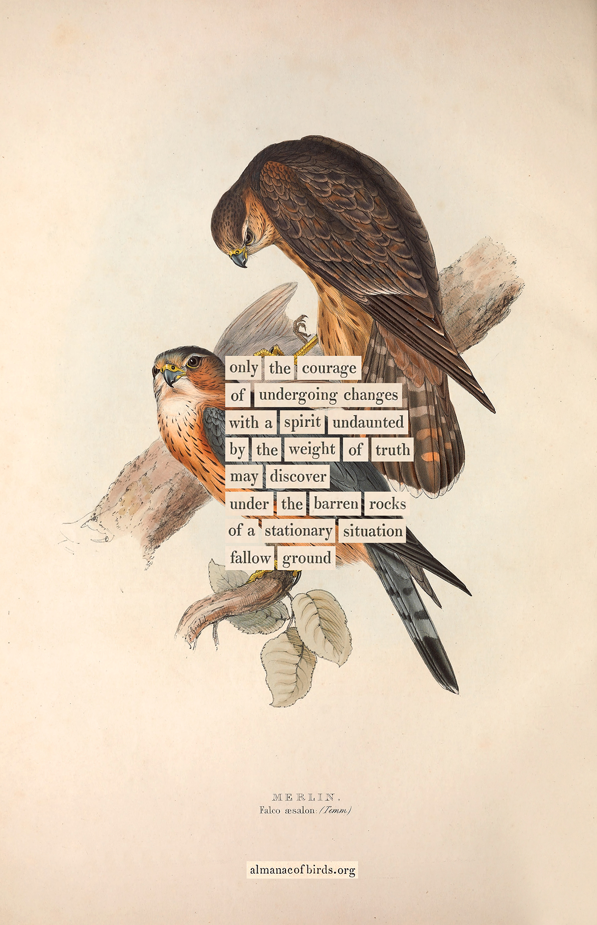 Merlin – The Marginalian