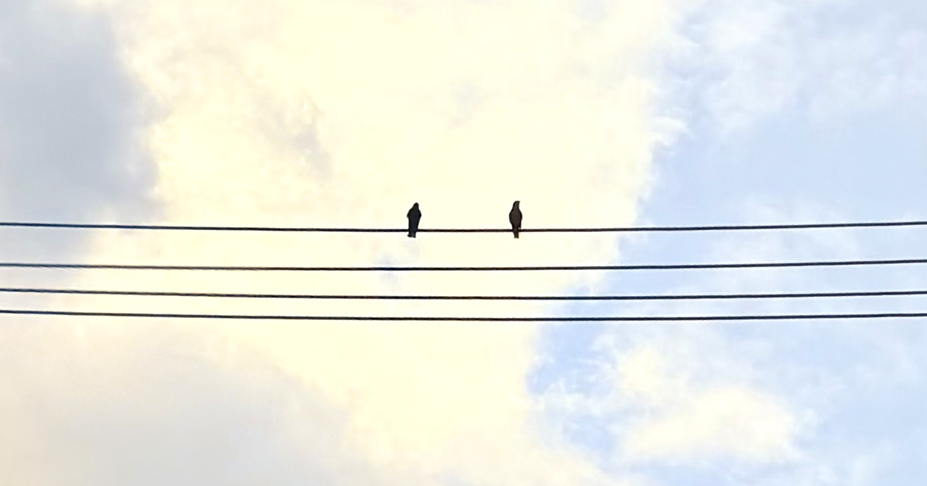 Ode to a Good Pen: Or, How to Write the Book of Love – The Marginalian